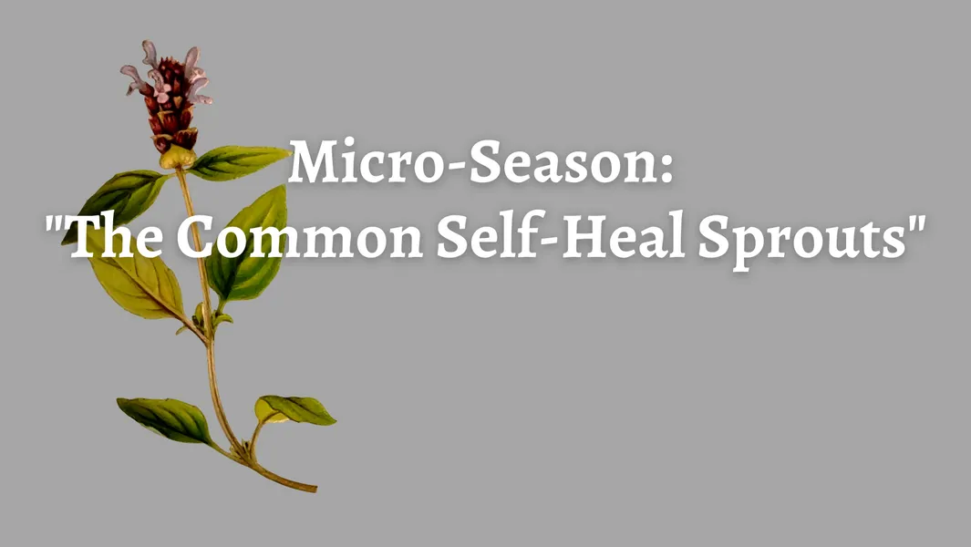 Micro-Season: "The Common Self-Heal Sprouts" — Mark Scott