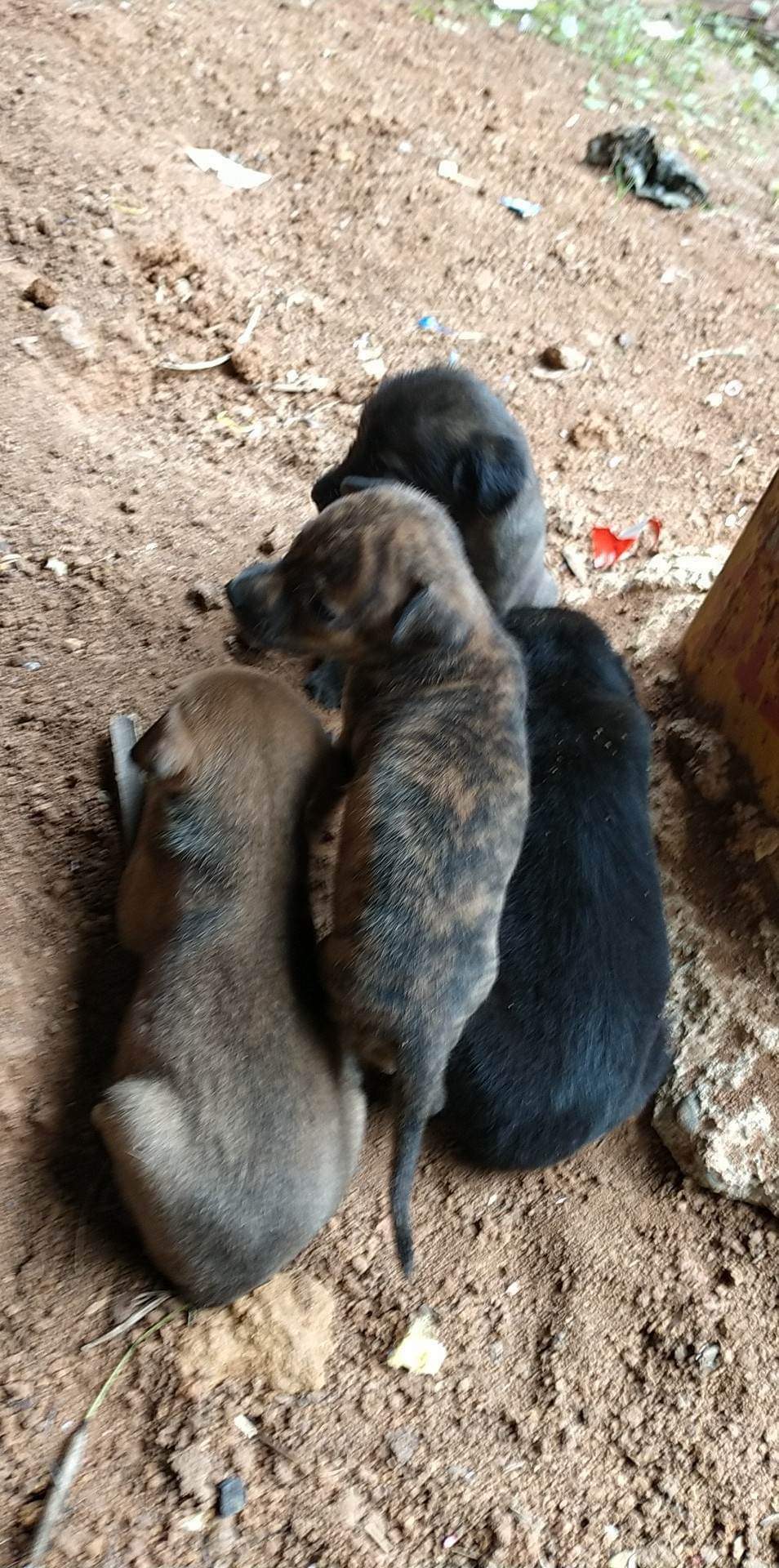 Emergency Rescue For Mama And 8 Pups Street Dog Sanctuary