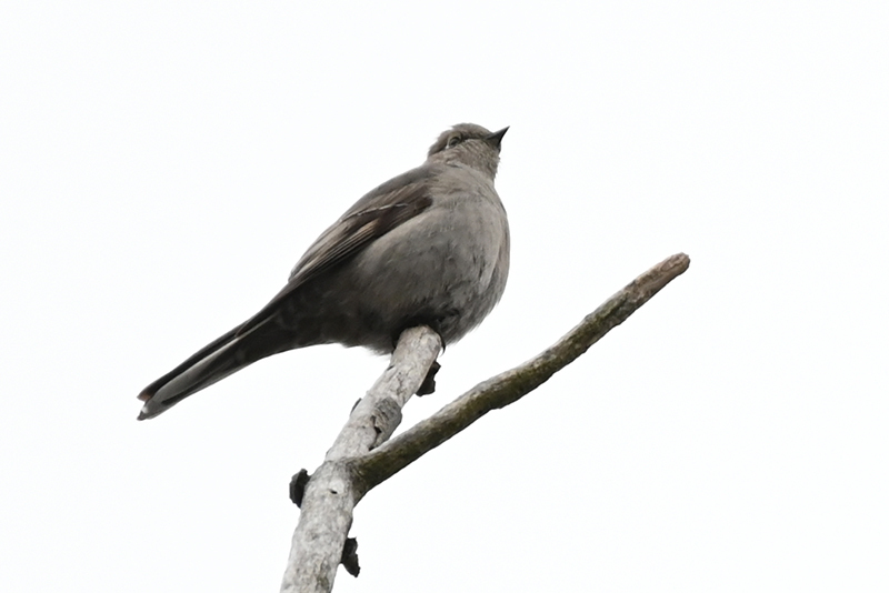 Rare Bird! Townsend's Solitaire — BritHikesOntario