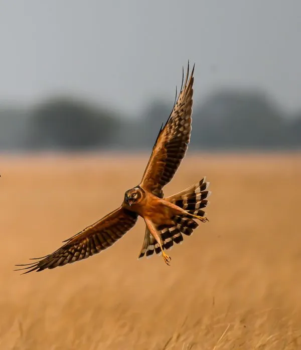 Ari is a wildlife photographer and Nature enthusiast. - Buymeacoffee