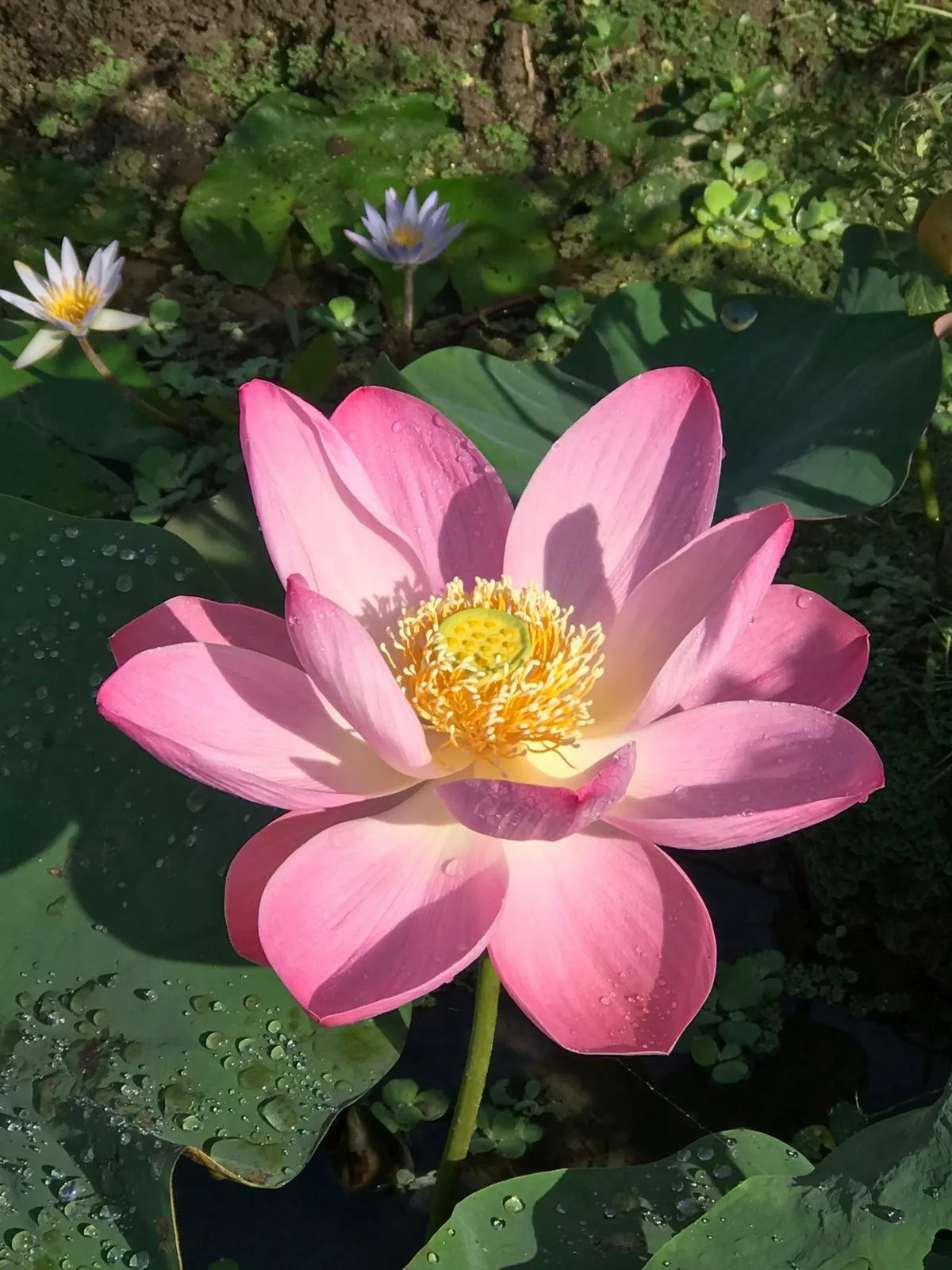 Lisa Flynn is spreading love, authenticity, and play.