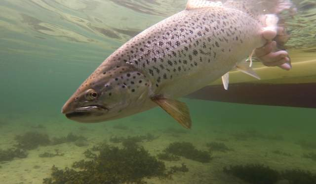 Trout Life Cycle — Lindsay Simpson - Buymeacoffee