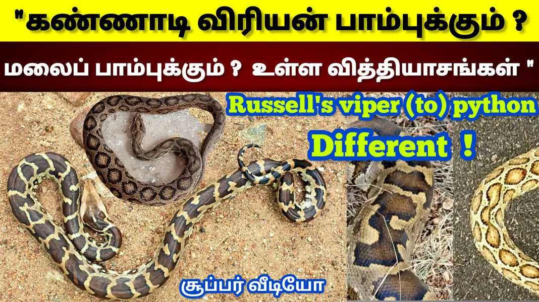 Python (to) Russell's viper different — Snake saga