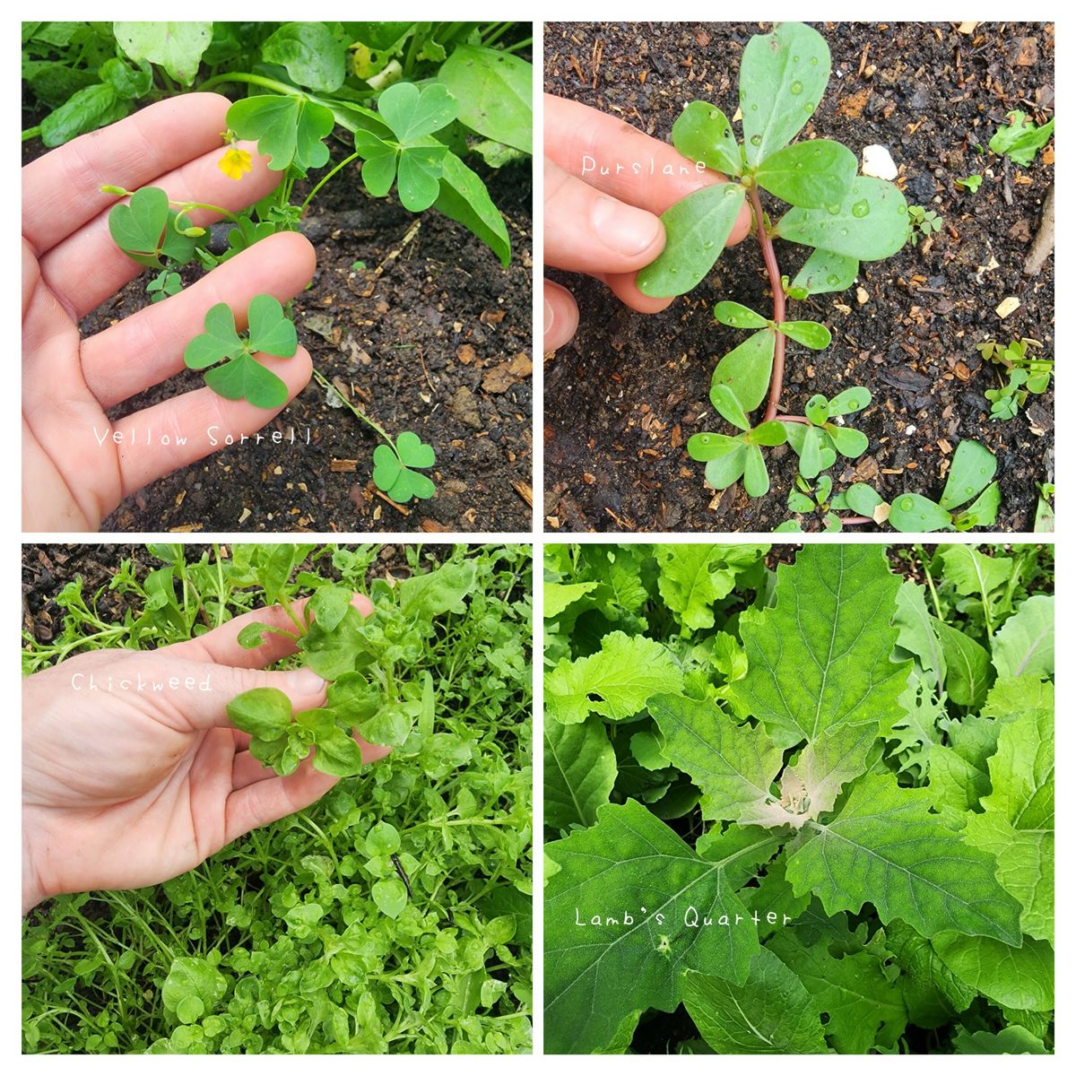 Eat your weeds — Cassidy - Buymeacoffee