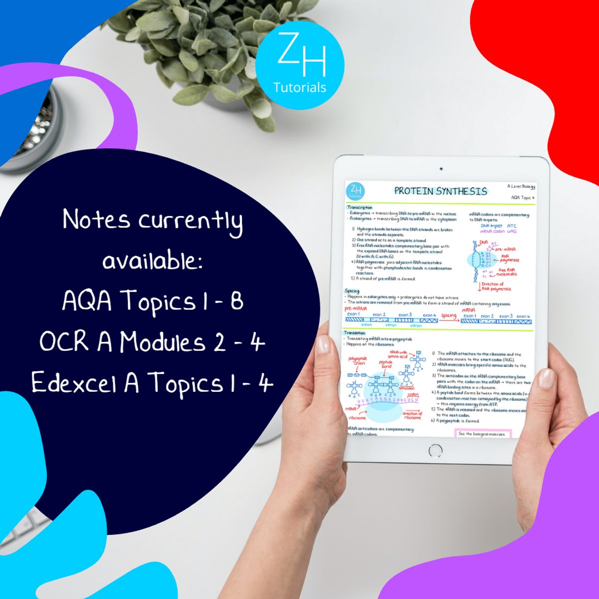 New Edexcel Topic 4 A-level biology notes available! — Zoe Huggett ...