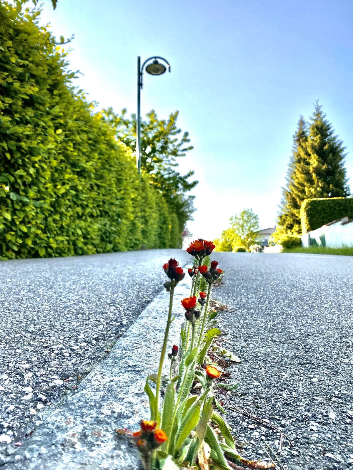 Die Blumen am Wegesrand — StefanTrumpf