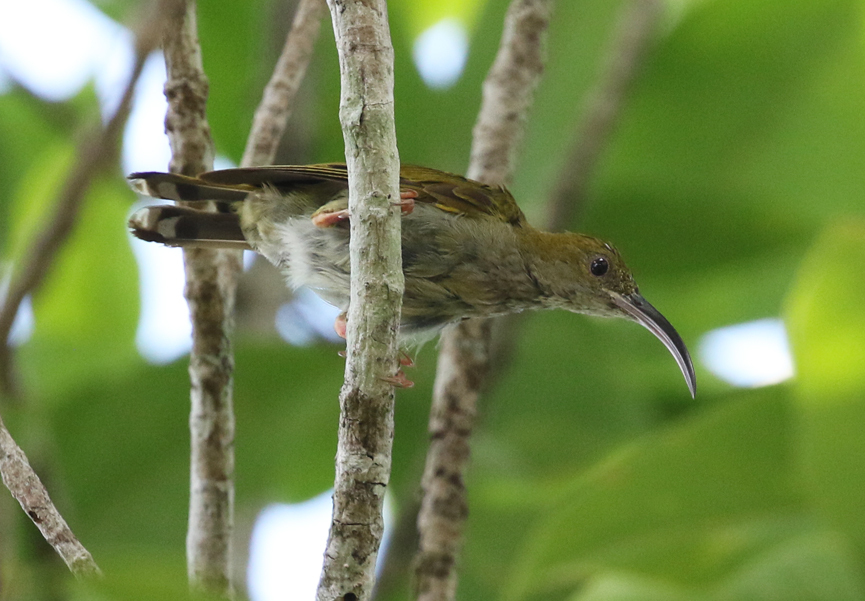 Kaeng Krachan Birds — Nick Upton