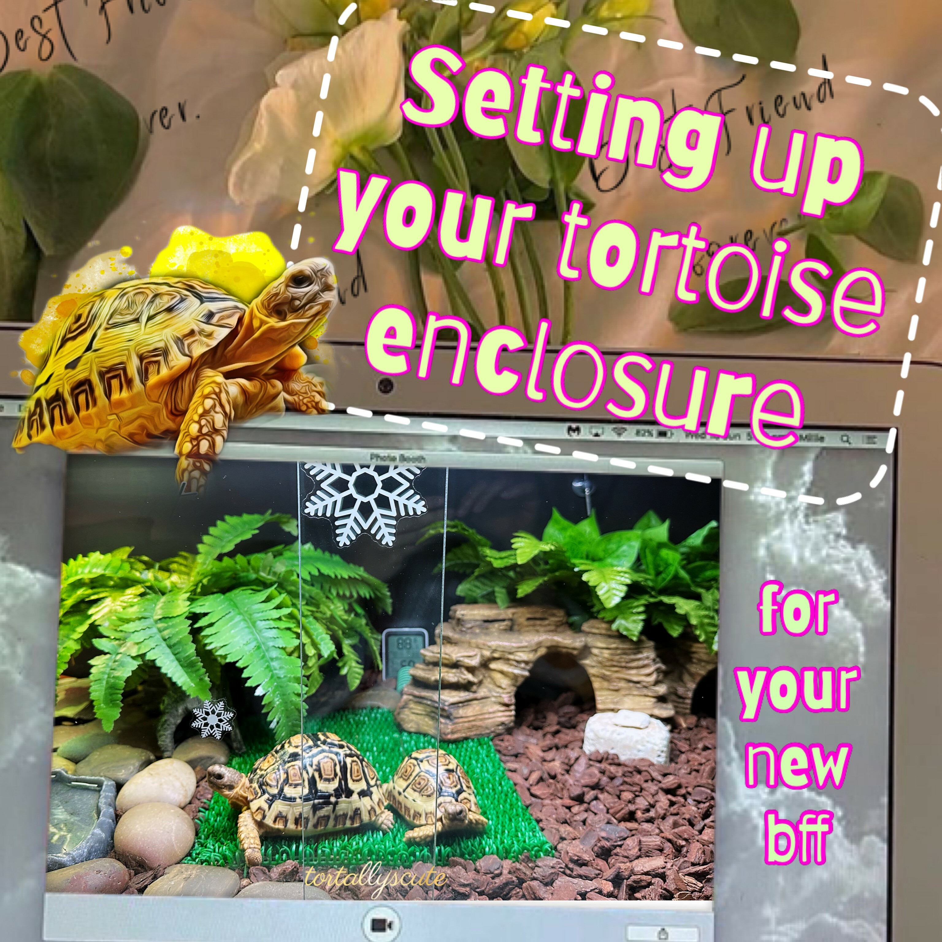 Tortoise Enclosure Setup — tortallyscute