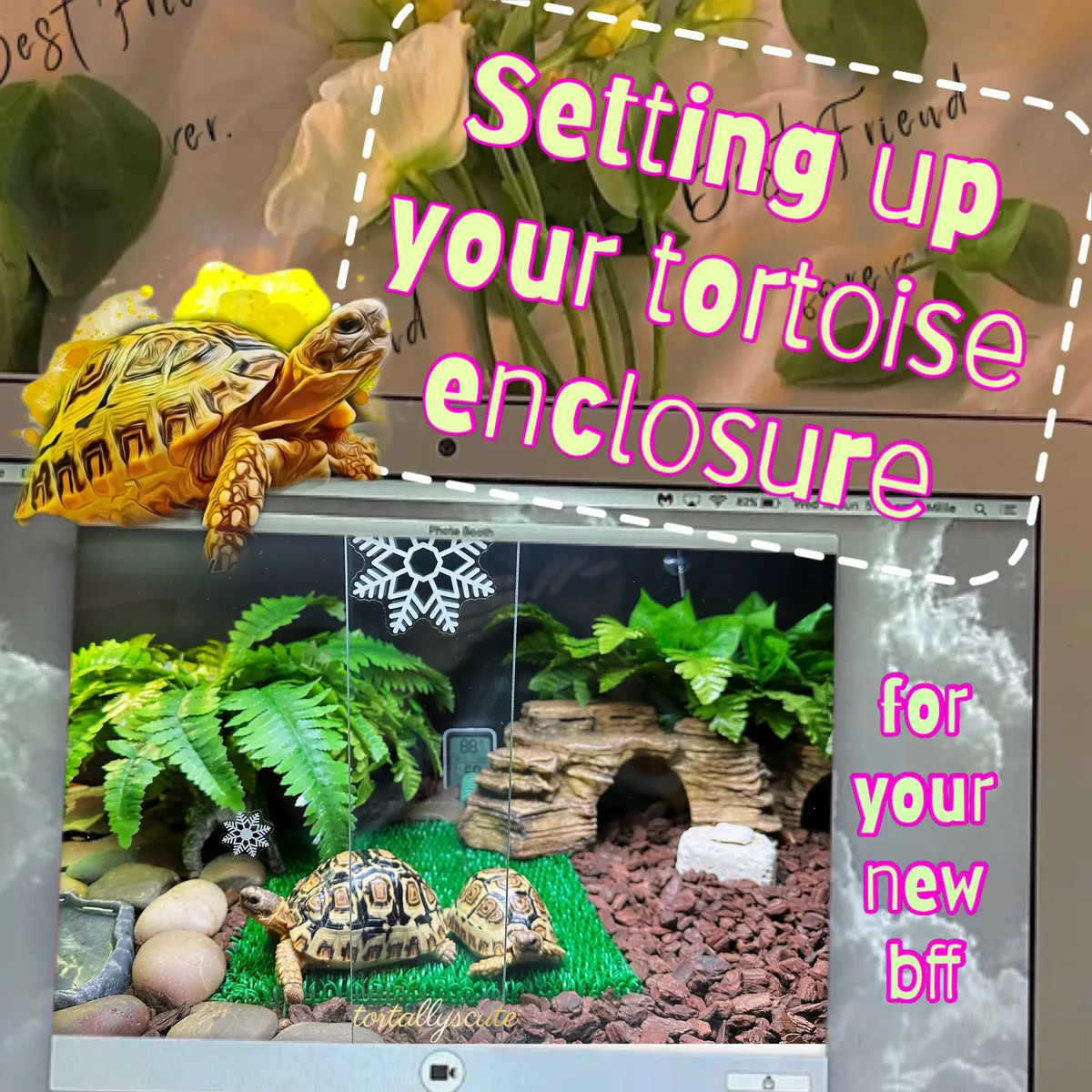 Tortoise Enclosure Setup — tortallyscute