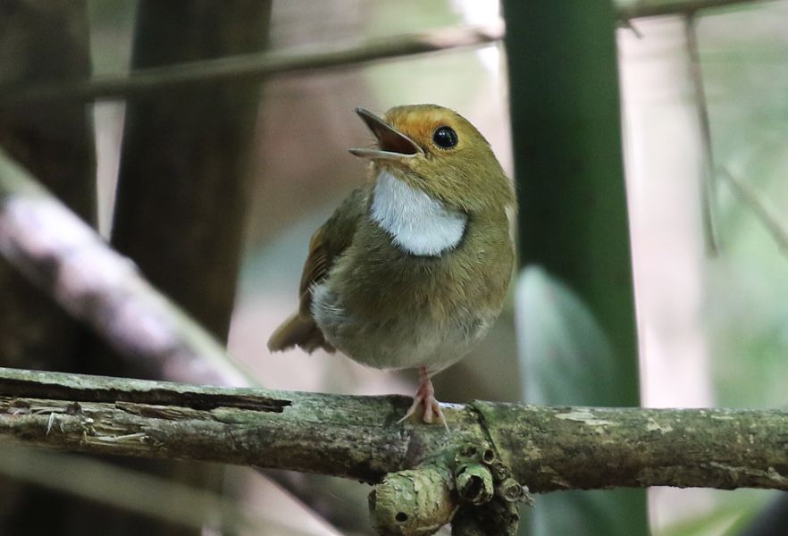 Kaeng Krachan Birds — Nick Upton