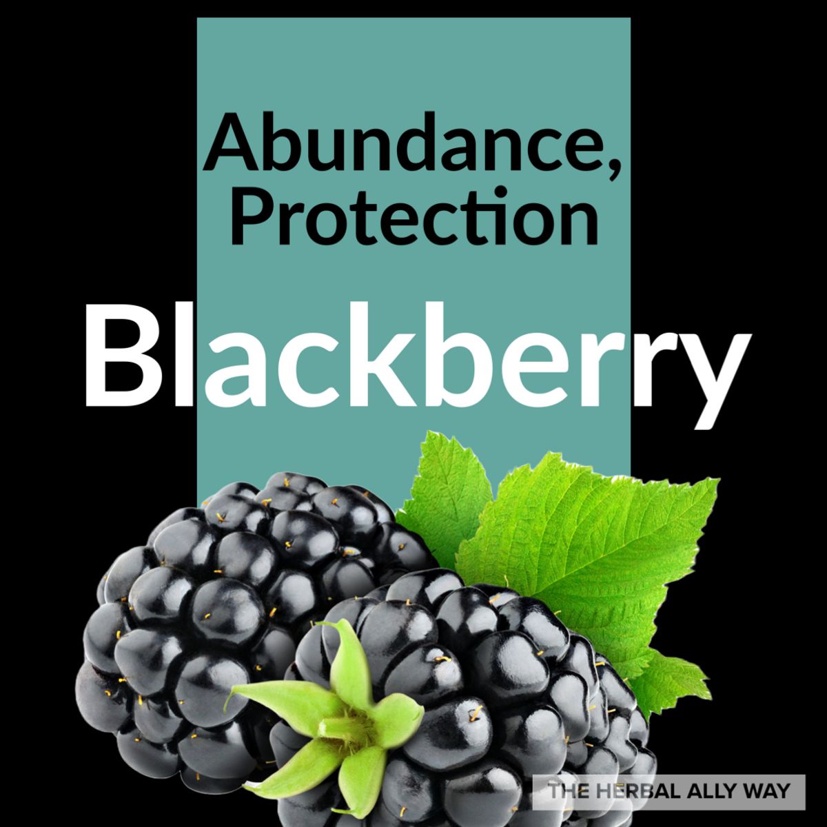 Making Magic with Food: Blackberry — Jim Sayers - Buymeacoffee