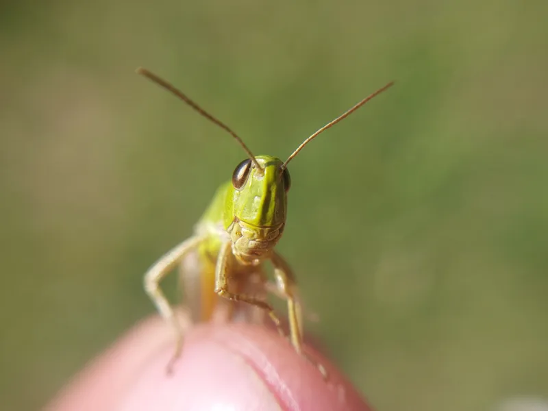 This is what a grasshopper looks like under a microscope — Oleg Prokopenko