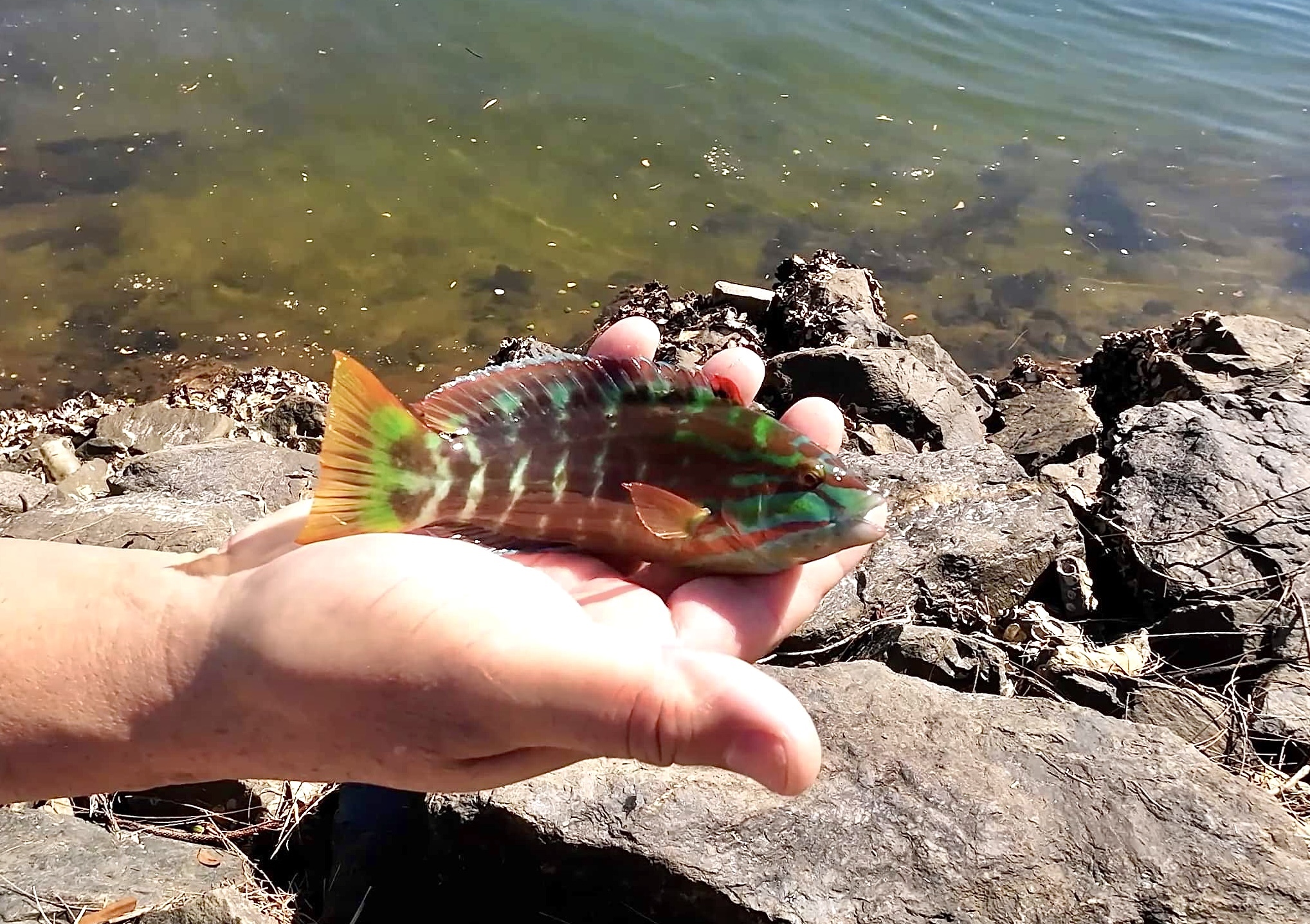 Pretty Lil Fish — Fishing Warriorz - Buymeacoffee