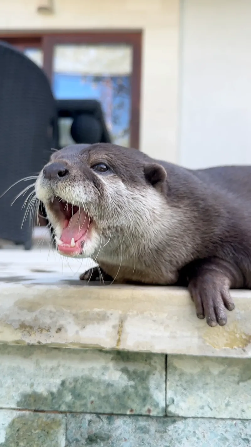 Otters Hazel & Pushan is Hello, guys! Thank you for supporting @friendlyotters - Buymeacoffee