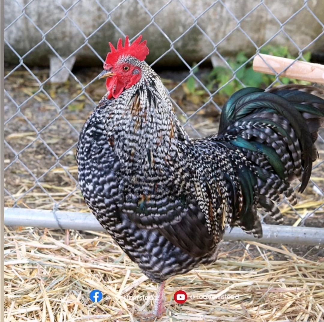 Animals: Worst Chicken Breeds That We Had To Give Away — Ayanda Kunene ...