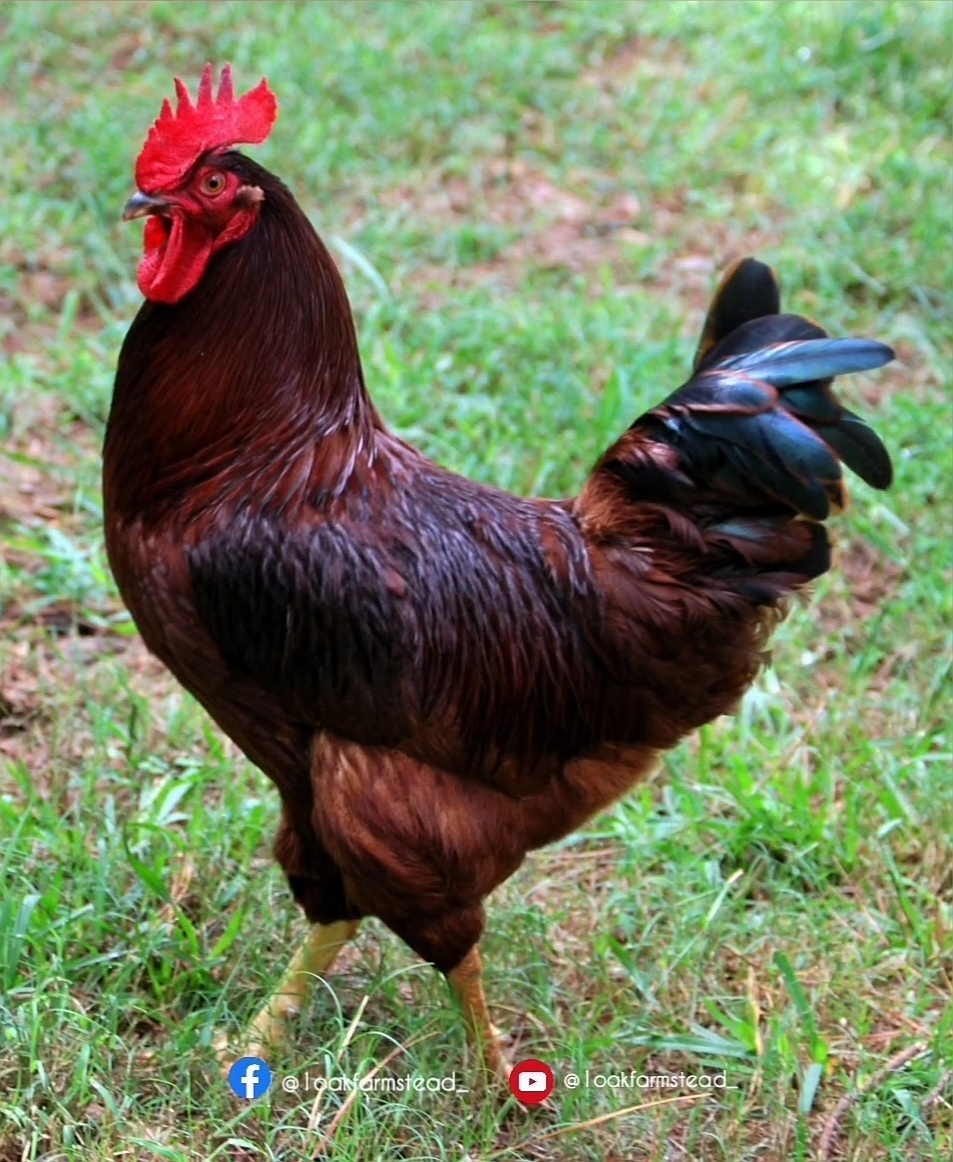 Animals: Worst Chicken Breeds That We Had To Give Away — Ayanda Kunene ...