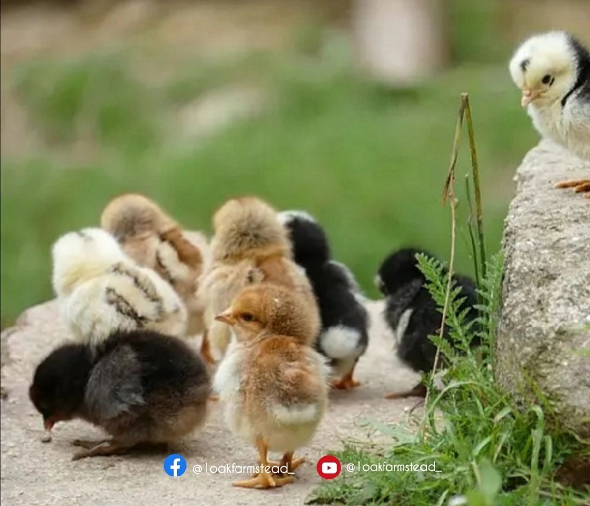 Animals: Understanding Chicken Behavior (How To Read Chicken Body ...