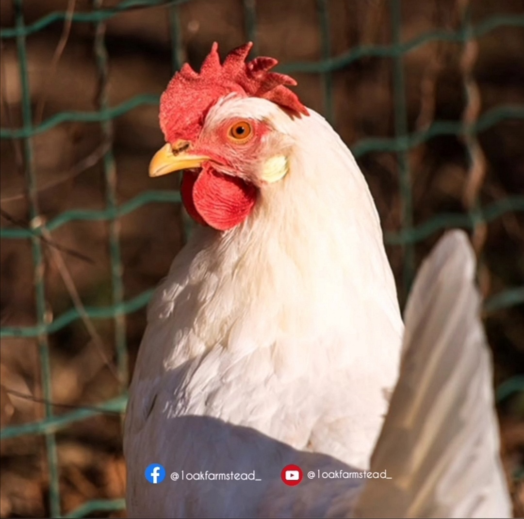 Animals: Worst Chicken Breeds That We Had To Give Away — Ayanda Kunene ...