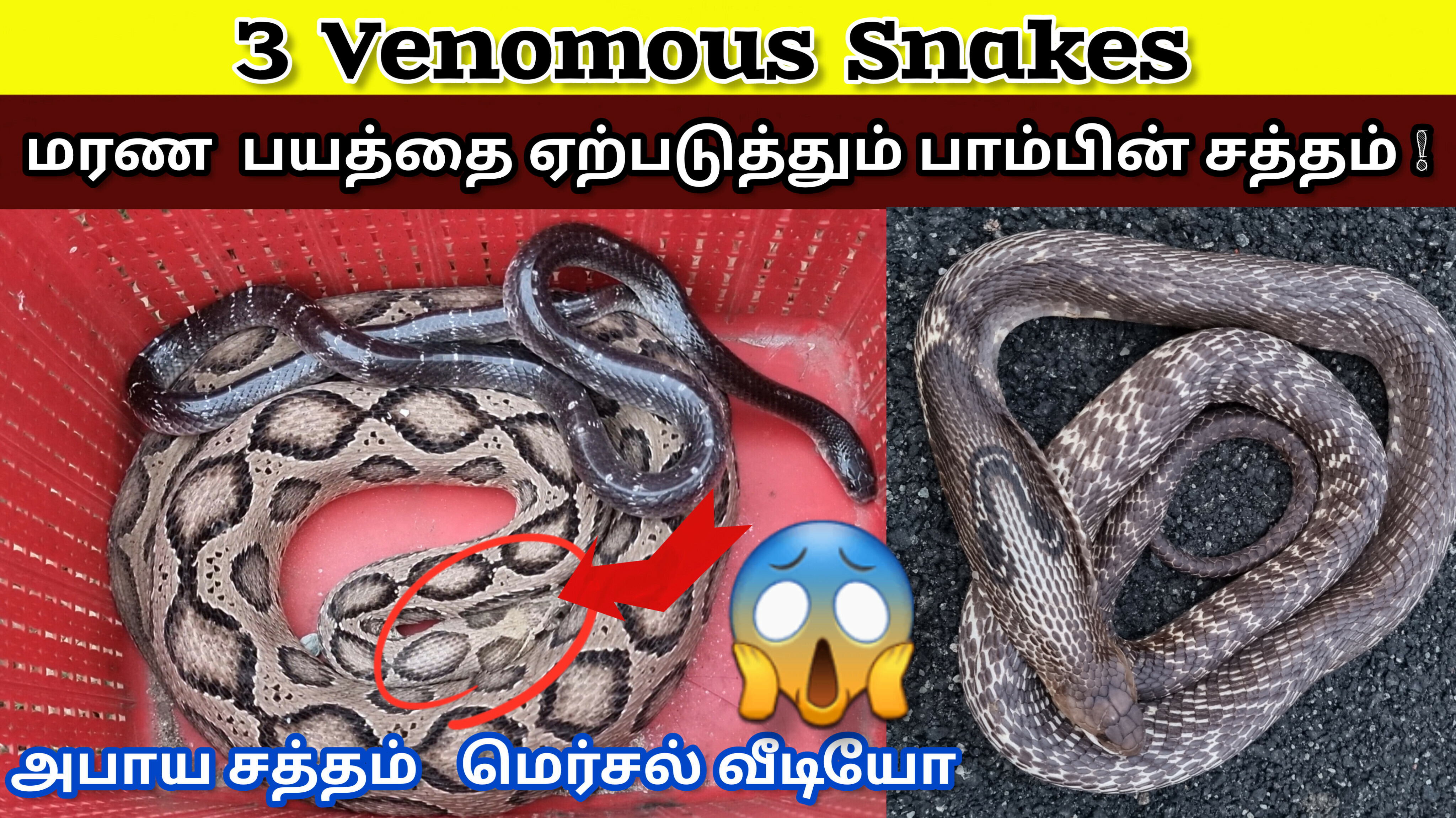 3 Venomous Snakes 🐍 — Snake saga - Buymeacoffee