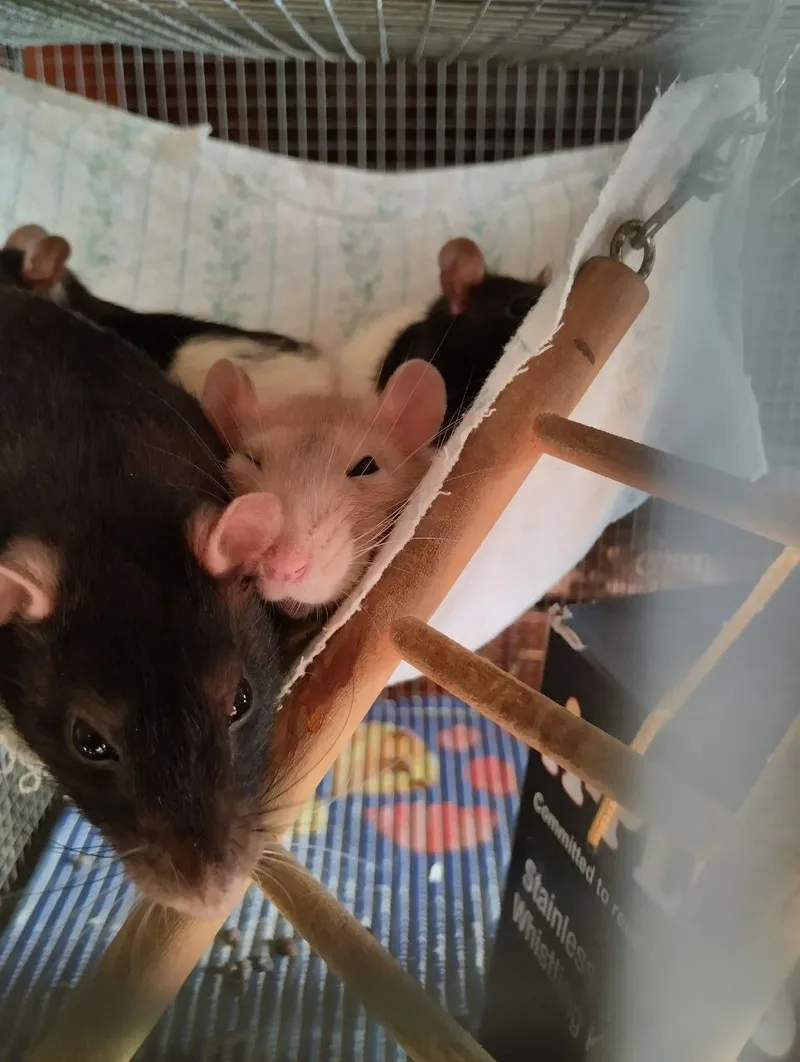 RatRescue is creating better life environment for rats and awareness of ...
