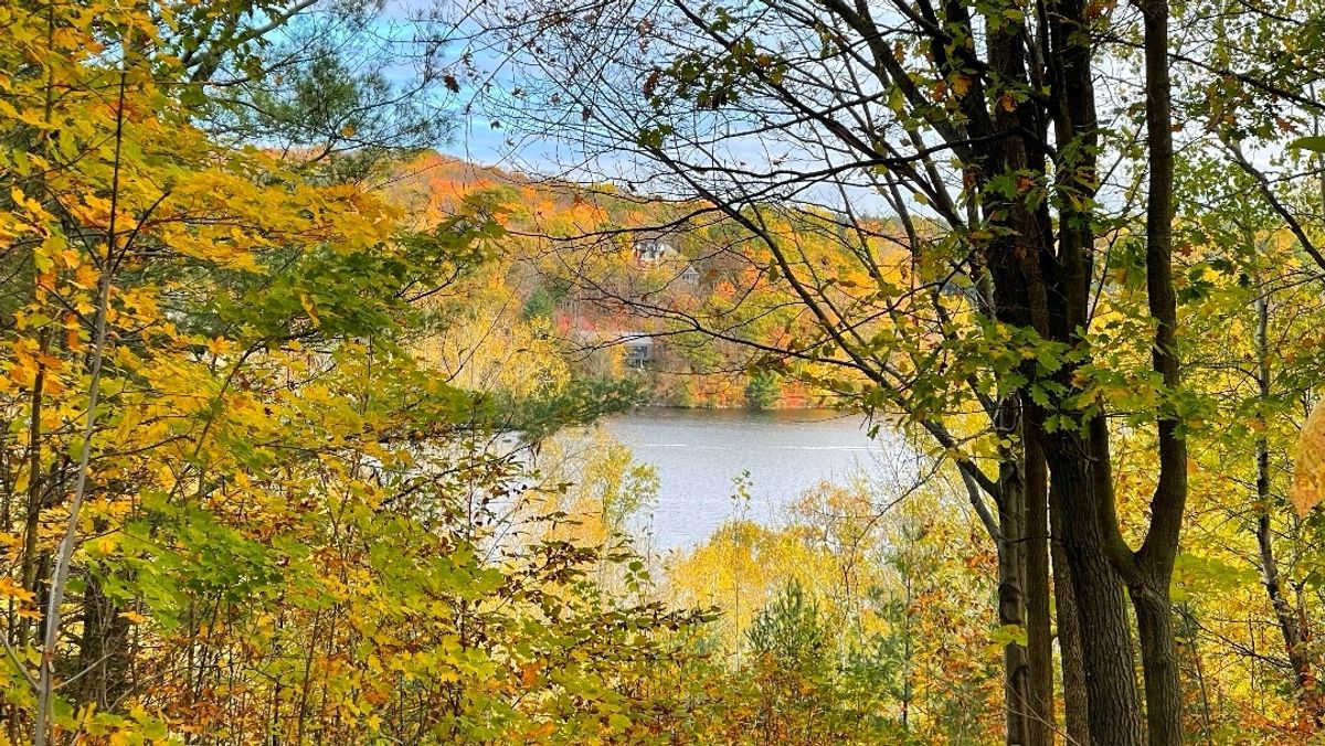 Coffee Chronicles 2/100: The Charm of Wakefield's Earl House Café — AlexVerbeek - Buymeacoffee