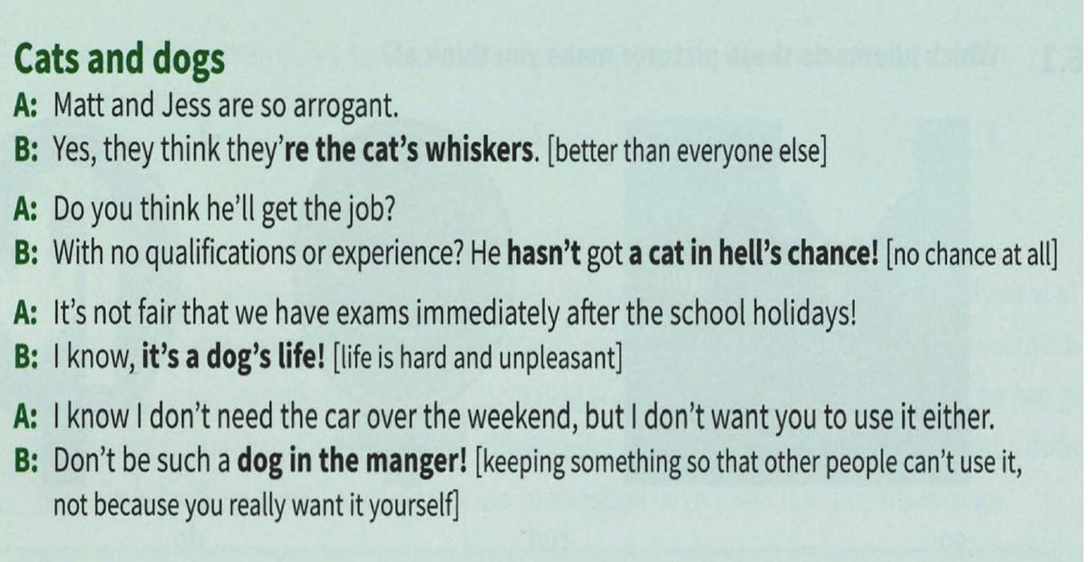 IDIOMS with CATS & DOGS — Steve Ellis - Buymeacoffee