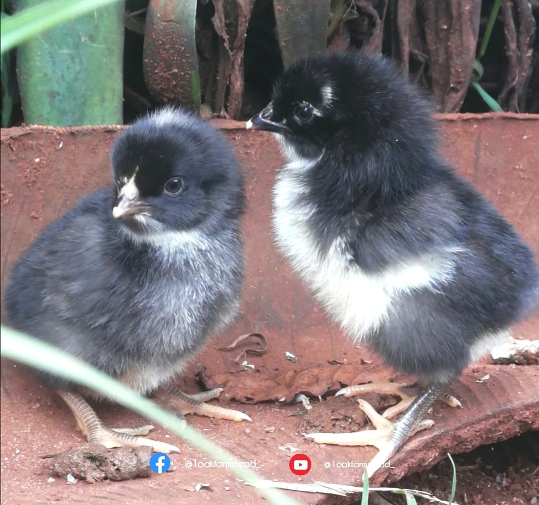 7 Common Brooding Mistakes (+Tips for Success) — Ayanda Kunene ...