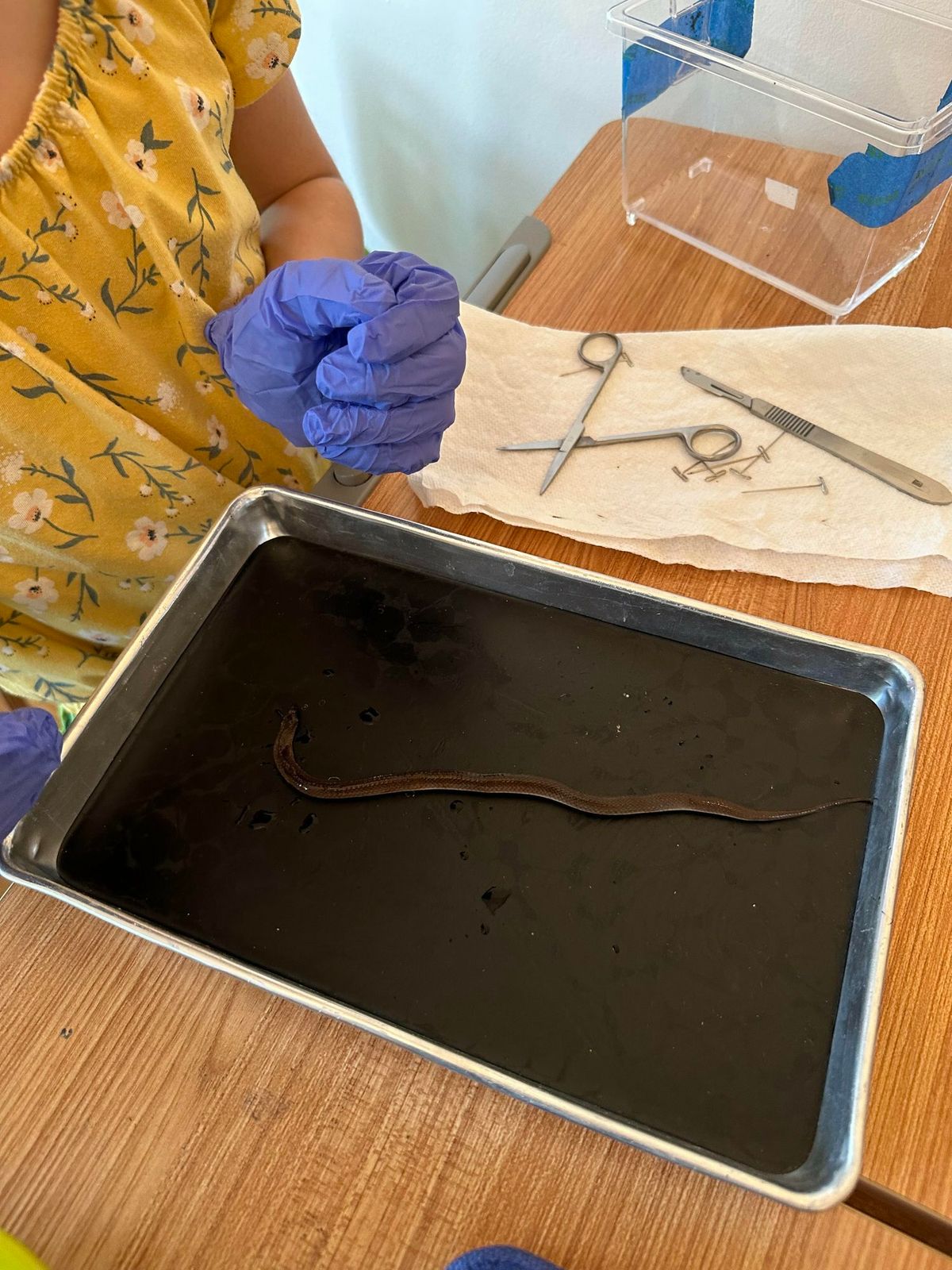 Snake Dissection — Adventures of a Young Naturalist - Buymeacoffee