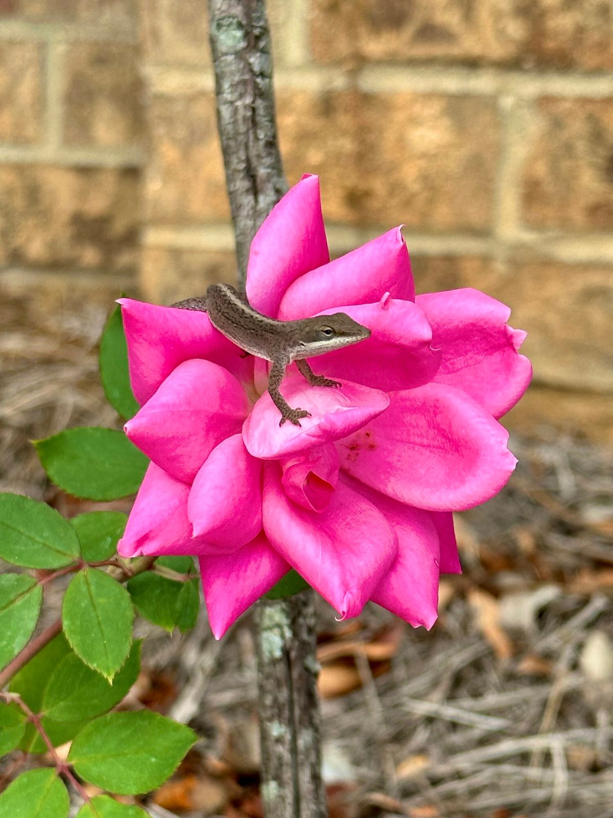 The Lizards Among Us: Tracking Green Anoles — Adventures of a Young ...