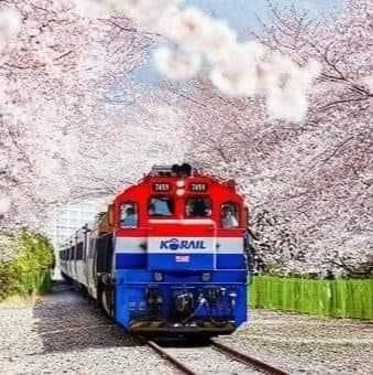 A largest cherry blossom festival in Korea. — Sam Antha - Buymeacoffee