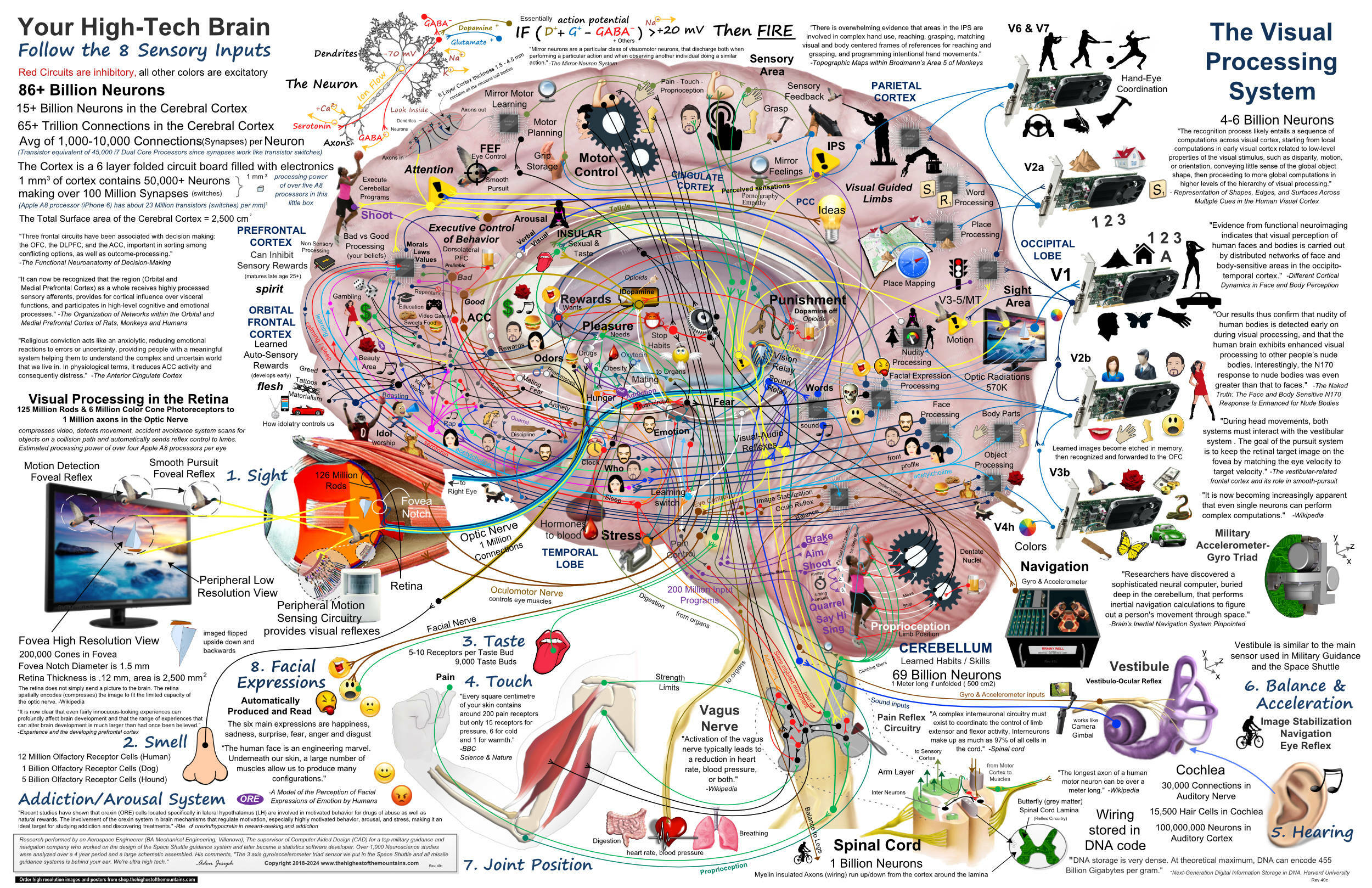 The Visual Processing System — Neocortex - Buymeacoffee