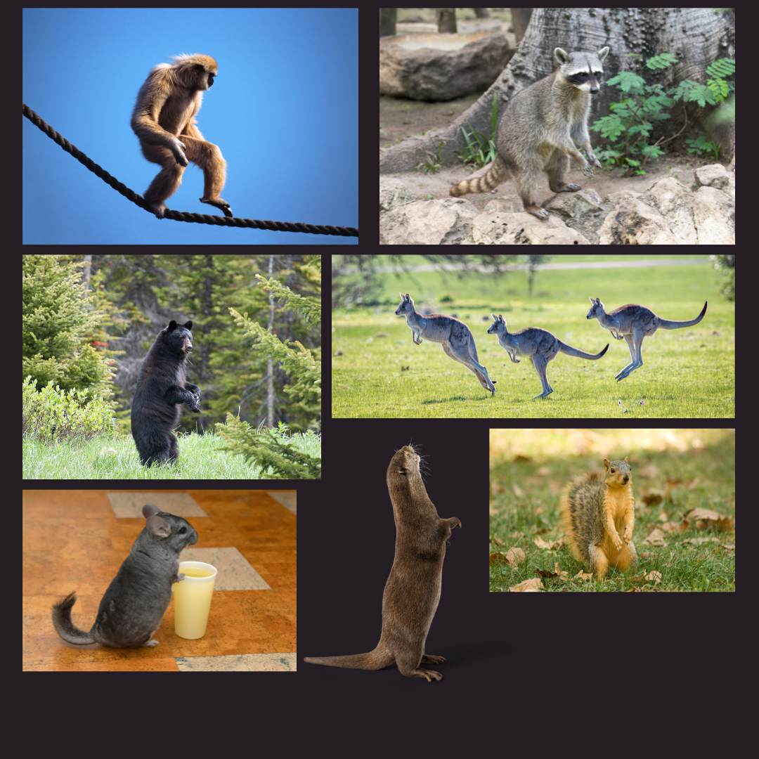 The truth about human bipedalism – PaleoZoen