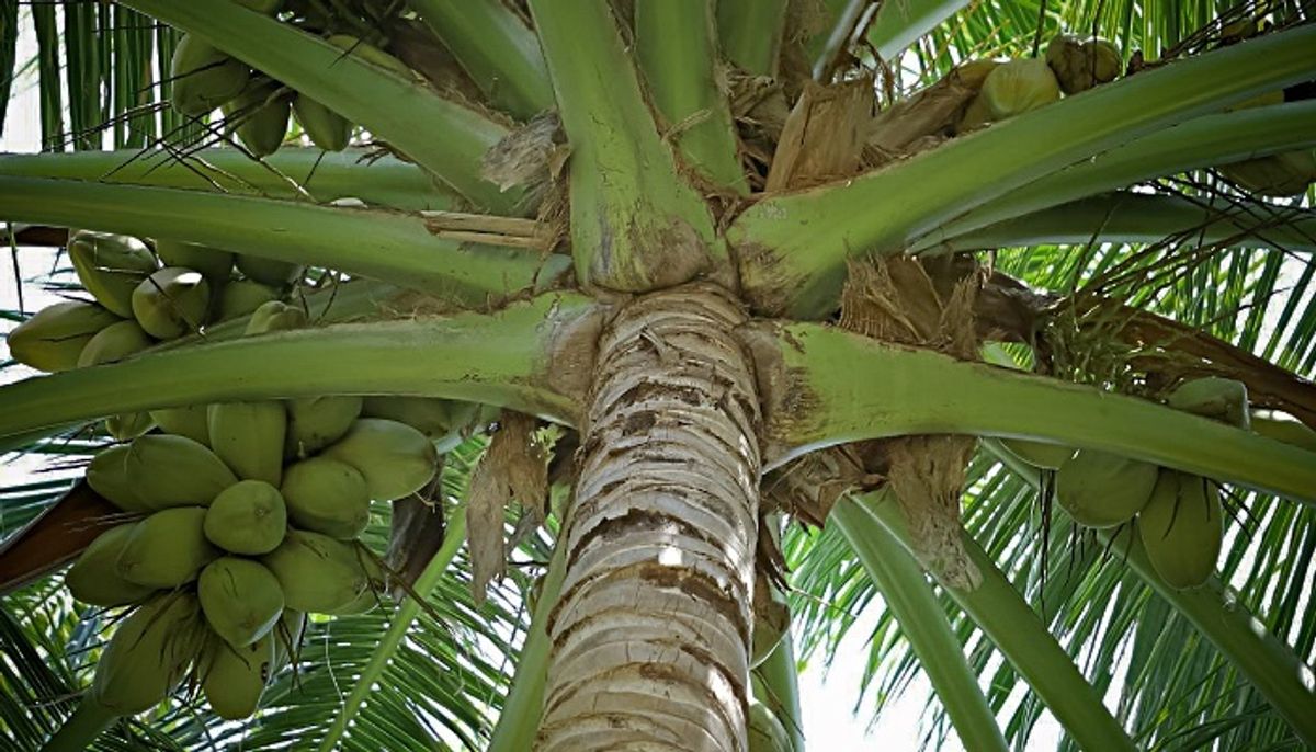 The Way of the Coconut Tree — David Bey - Buymeacoffee