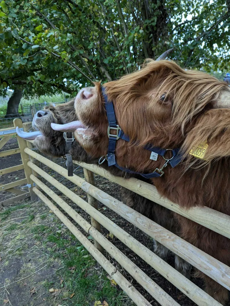 Jess Raue is the creator of Daydreamers Barn on YouTube - Buymeacoffee