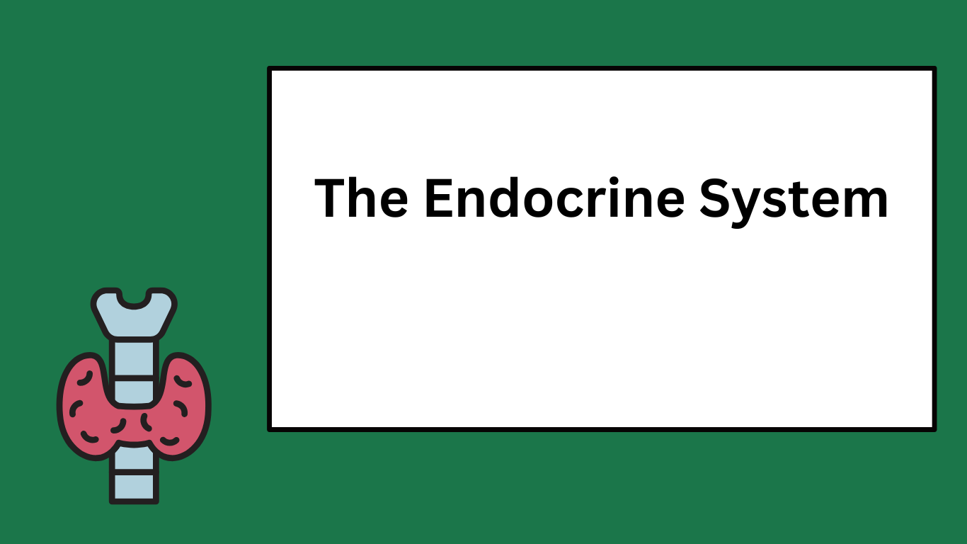 Endocrine System — expressions.by.stephanie - Buymeacoffee