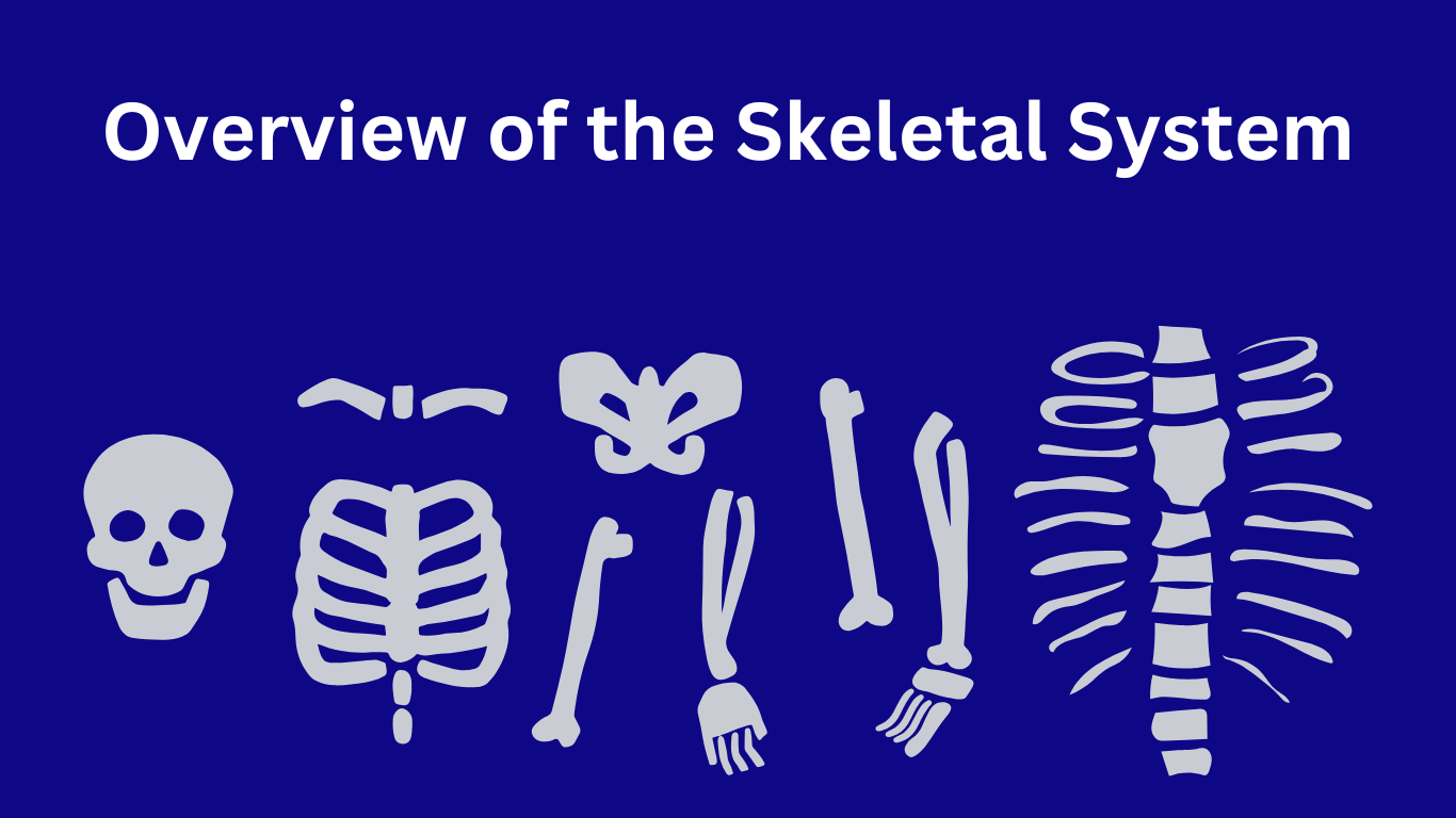 Overview of the Skeletal System — expressions.by.stephanie - Buymeacoffee
