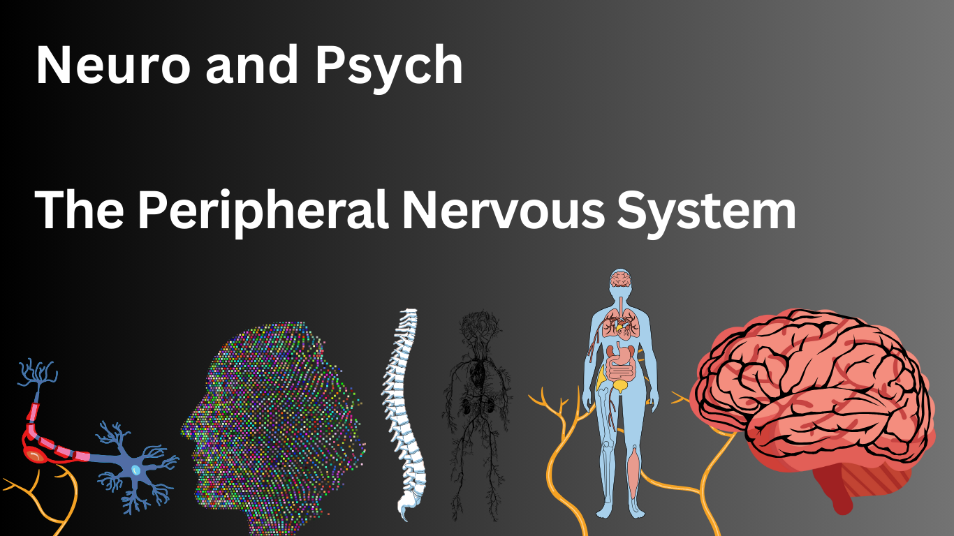 The Peripheral Nervous System — expressions.by.stephanie - Buymeacoffee