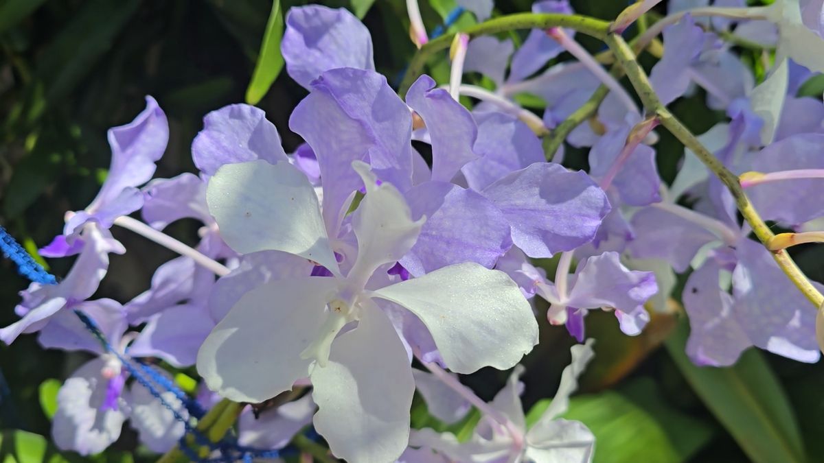 The Ancient Legacy of Vanda coerulea: Orchid Royalty in Bloom — The ...