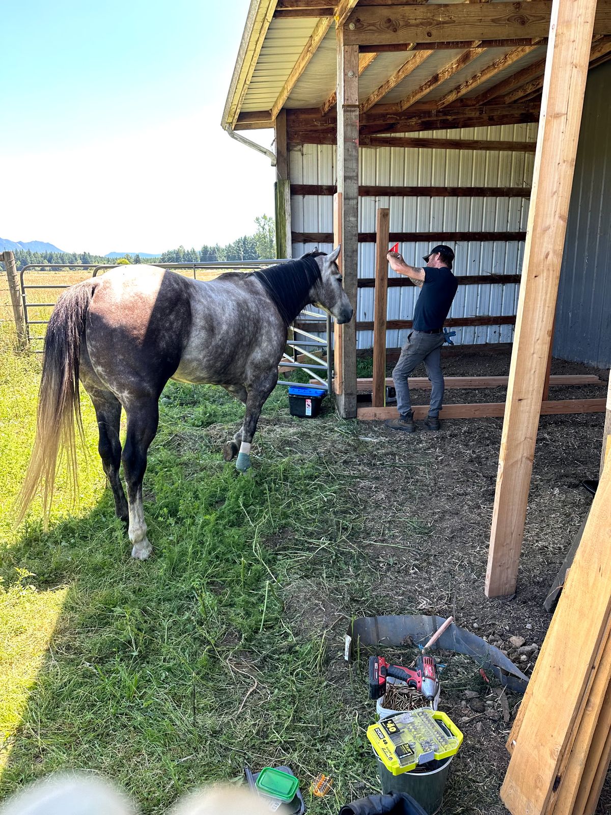 Lakota supervising work on the new stall for Athena — Onalaska Farm ...