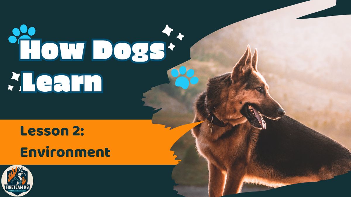 How Dogs Learn (Lesson 2): Environment — How Your Dog’s World Shapes ...