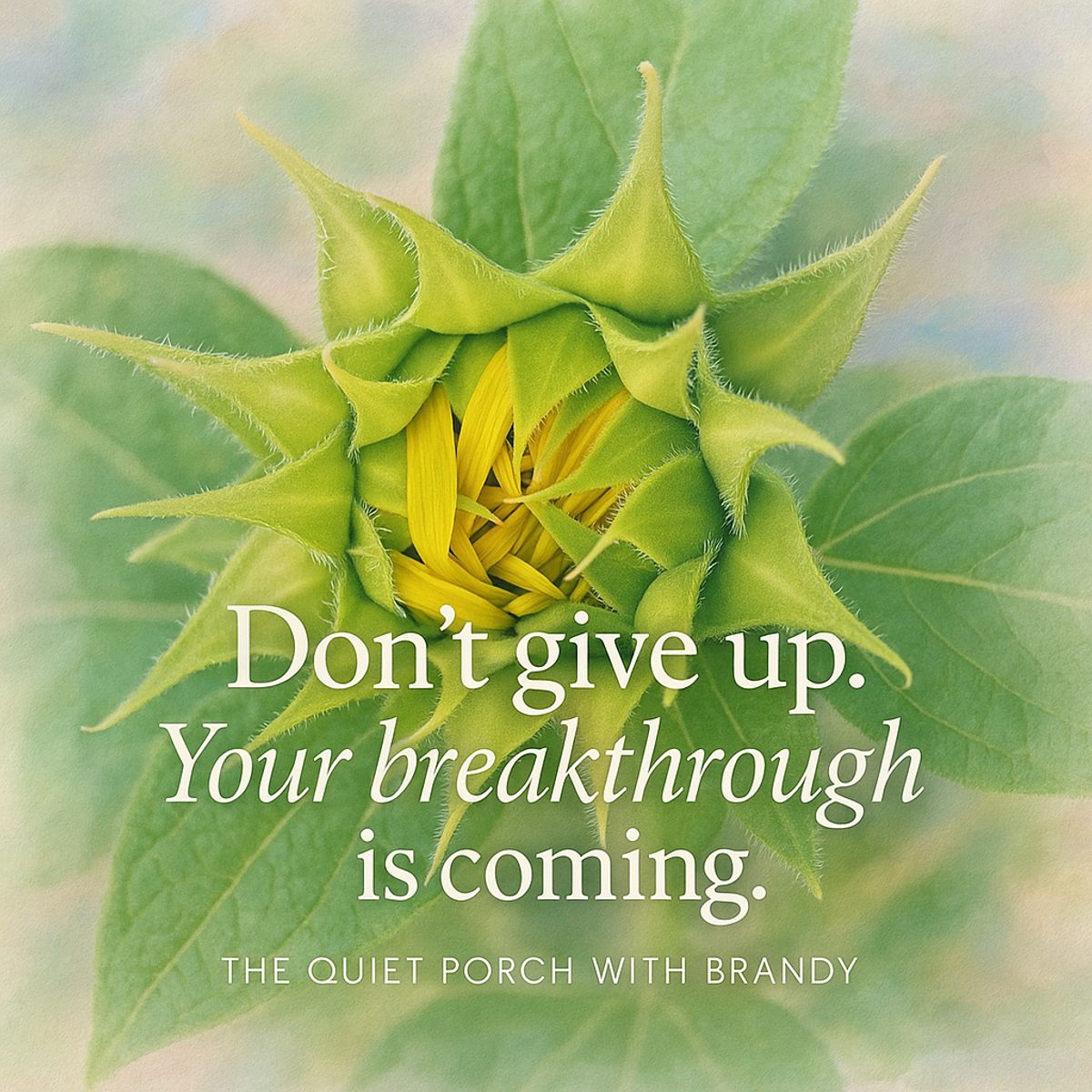 There’s beauty unfolding even when you can’t see it yet — The Quiet ...