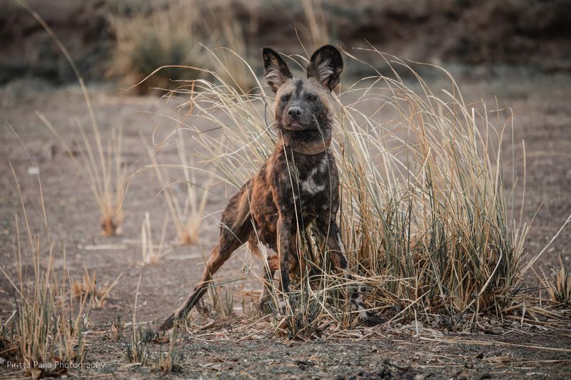Expedition Conservation is creating overlanding 4x4 adventure travel ...