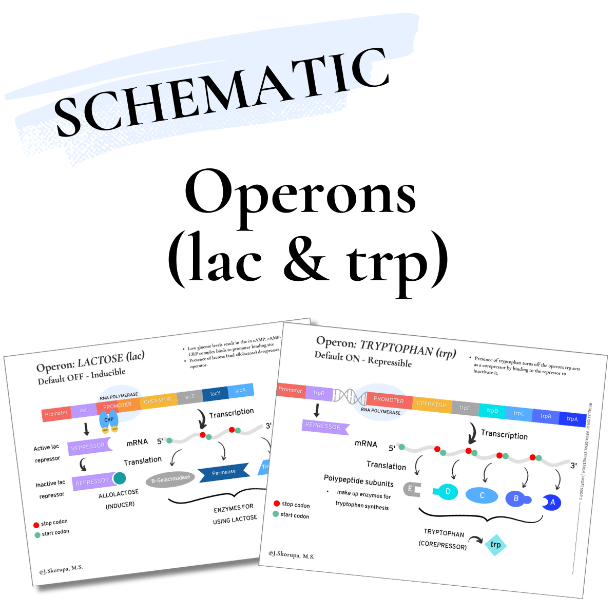 Operon Diagrams (trp and lac) - Buymeacoffee