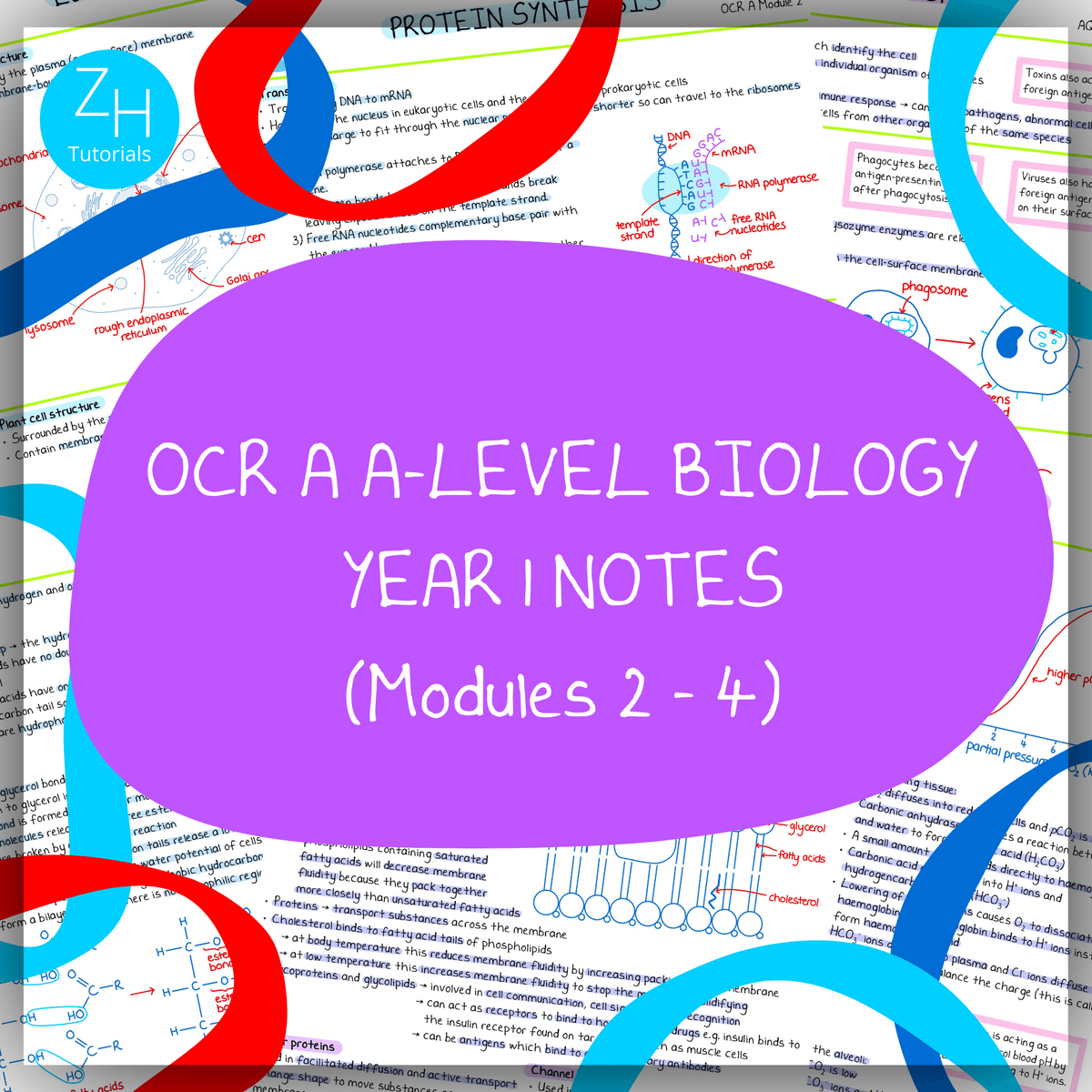 OCR A A-Level Biology Notes Modules 2-4 Year 1 - Buymeacoffee