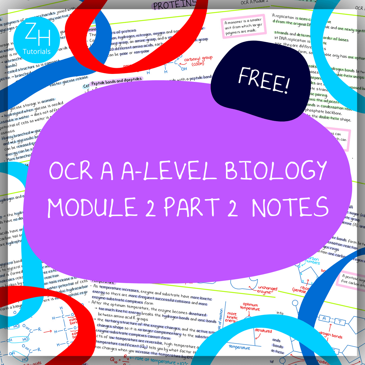 OCR A A-Level Biology Notes Module 2 Part 2 FREE - Buymeacoffee