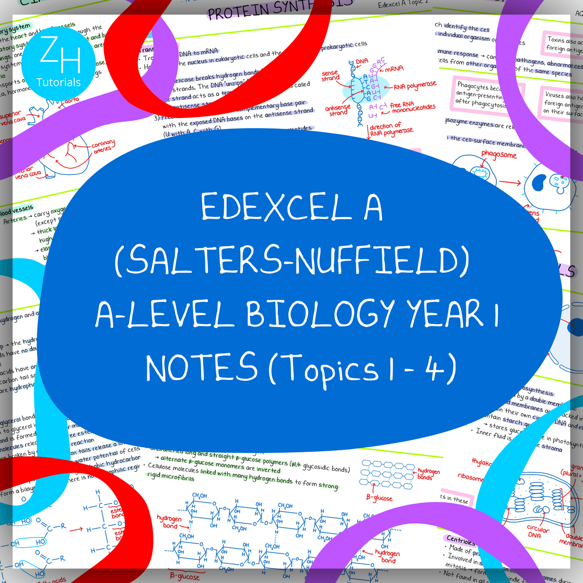 Edexcel A (Salters-Nuffield) A-Level Biology Notes Topics 1-4 Year 1 ...