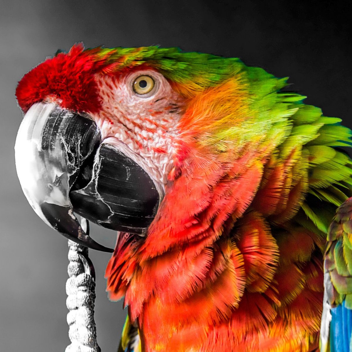 One-to-One Colour Splash Photo Editing Session - Buymeacoffee