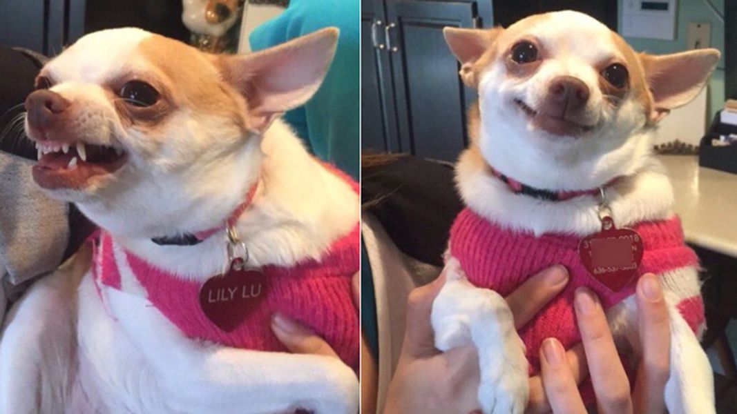 Membership — Adiel Grech