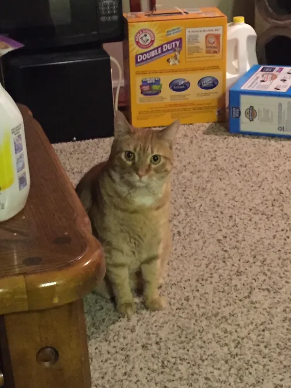 Eric Guan is creating software - Buymeacoffee